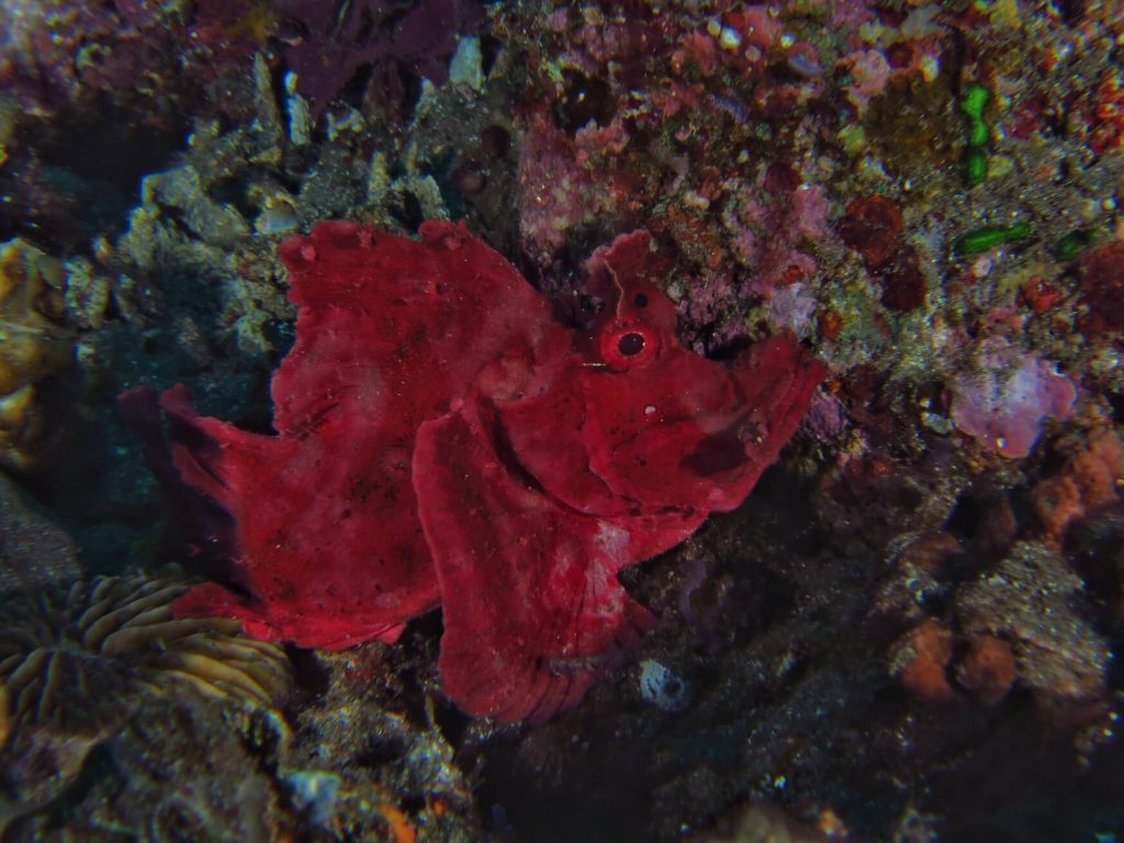 What’s Your Favorite Rhinopias? We’ll Take You to Them! - Air Dive Alor ...